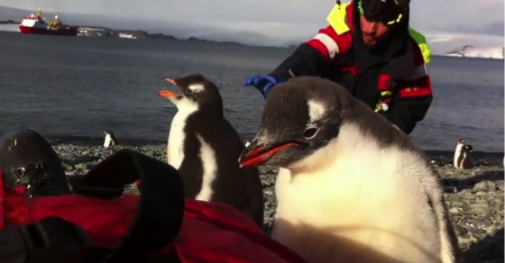Want a Baby Penguin to Stand on Your Belly? Go Here