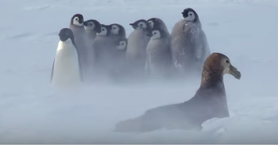 An Unlikely Hero Swoops in to Save a Group of Baby Penguins