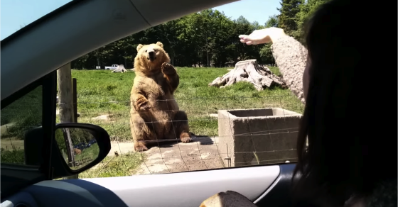 This Friendly Bear Waves to People and Then Handily Catches a Piece of ...