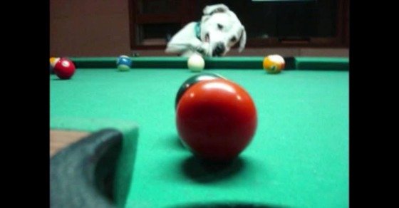 Why Wait for a Friend to Play Billiards when Your Dog is Just as Good?