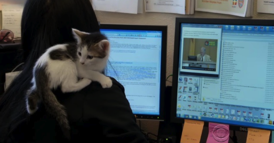 Work Can Be Boring. This Office Did Something Different. Kitten Time!