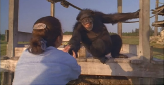 25 Years After Helping Rescue These Chimps, They Embraced Her with Open ...