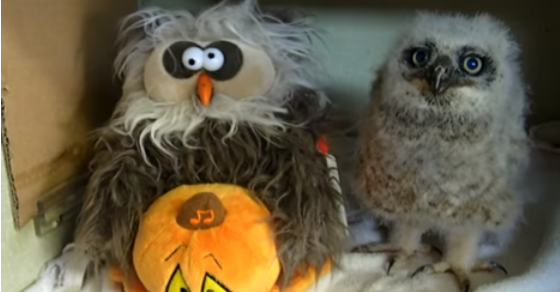 Move Over, Dogs and Cats. Dancing Owls are Here