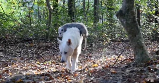 A Dog Adopts an Opossum and Forms a Lifelong Friendship
