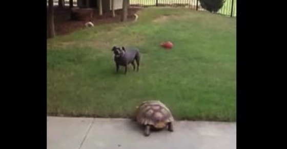 This Pup Loves Playing Chase…with a Tortoise