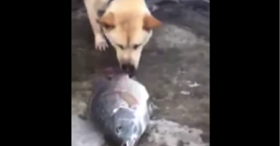 A Heroic Dog Tries to Save a Fish Out of Water