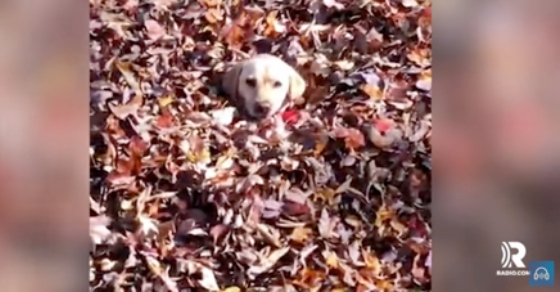 You Can’t Help but Feel This Dog’s Love for Fall