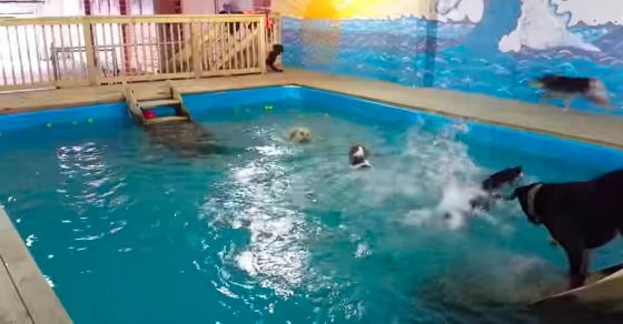 Just When You Think No More Dogs Can Fit in the Pool…