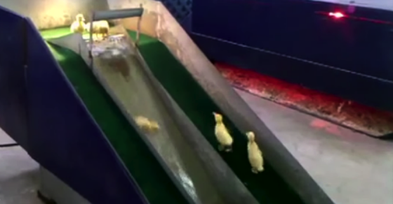 Waterslides are Fun. Watching Ducklings Go Down Them Is Even More Fun