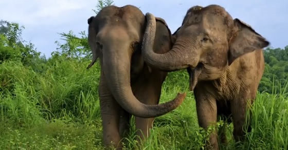 Empathetic Elephants Comfort One Another in a Way That Might Seem ...