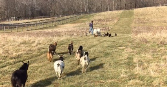 Watch This Gaggle of Animals Follow Their Owner All Around the Farm