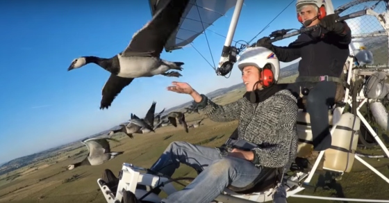 Have You Ever Wanted to Fly in the Sky with the Birds? Watch This