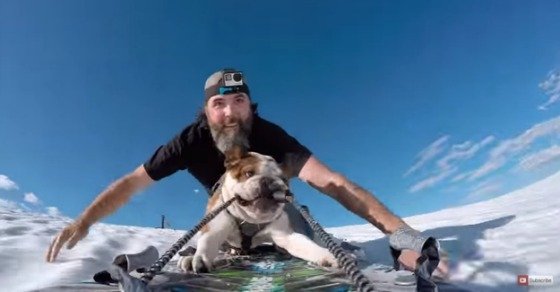 This Brave Bulldog Lives It Up in Helicopters, on Snowslides, and Atop ...