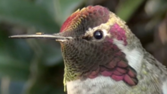 This Gorgeous Hummingbird Appears to Change Color Before Your Eyes
