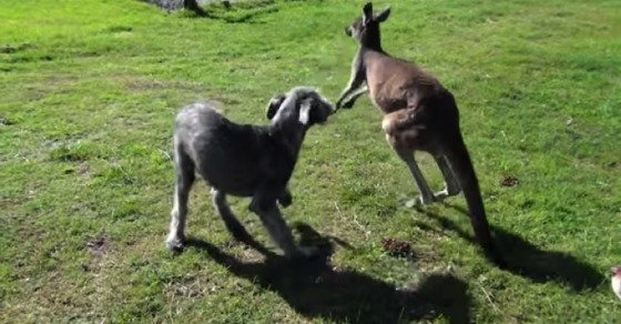 A Dog and a Kangaroo? Their Friendship is Unbeatable