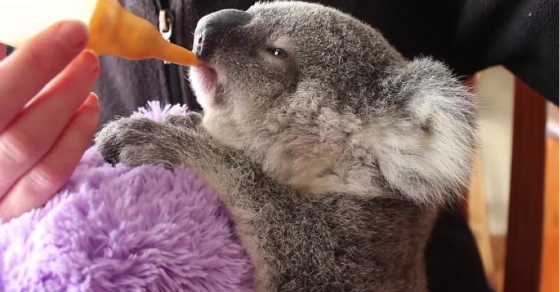 If You’ve Seen a Cuter Baby than This Koala Cub, Prove It