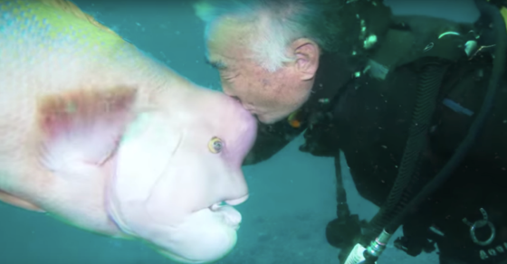 The Beautiful Story of a Scuba Diver and His Special Friendship with a ...
