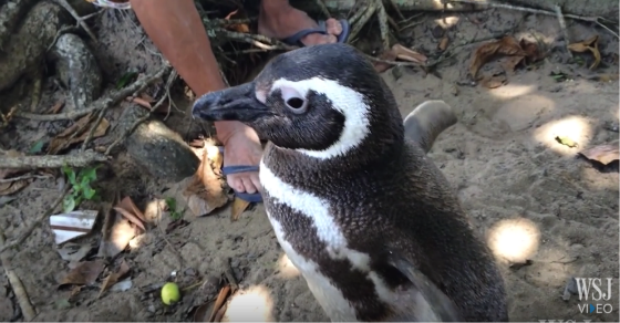 A Loyal Penguin Forms a Friendship with a Retiree