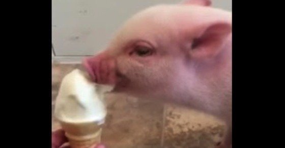 Pigs Eating Ice Cream Shouldn’t Be This Cute