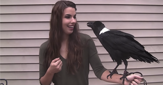 You Never Thought a Talking Raven Would Brighten Your Day, Until Now
