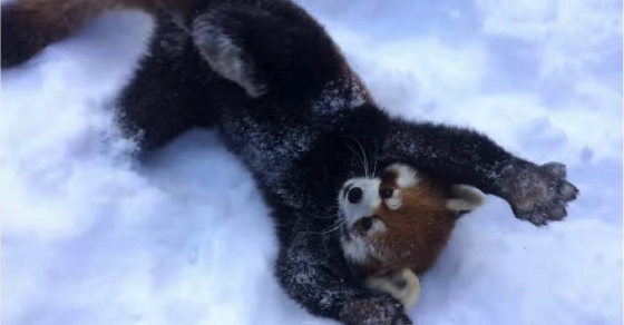 These Red Pandas Jumping in the Snow Will Fill Your Day with Joy
