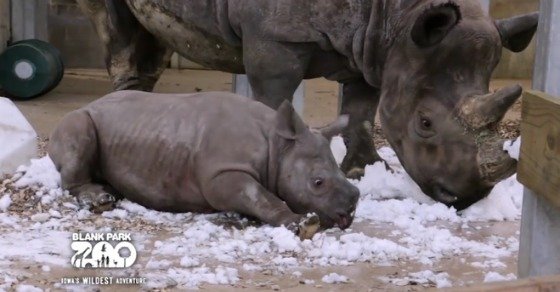 What's It Like to Experience Your First Snow? This Baby Rhino Will Show You