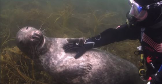 This Seal Won’t Leave a Scuba Diver Alone Until He Gets a Belly Rub