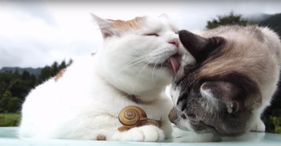 Two Cats and a Snail Make Up an Unlikely Friendship Trio