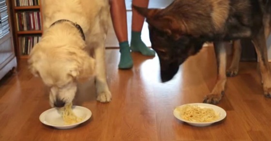 A Hilariously One-Sided Spaghetti Eating Contest Between Two Dogs