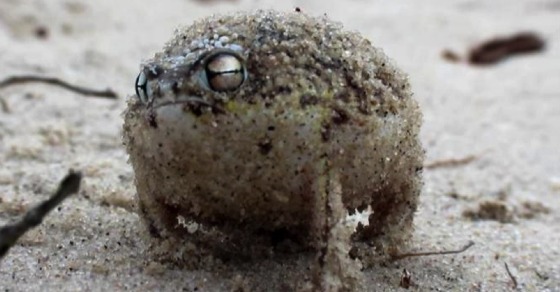He May Look Mean, but This Squeaking Frog Will Make You Laugh Out Loud