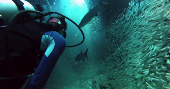 Want to Relax? Go for a Swim with This Guy (and 1 Million Fish)