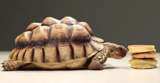 Watch What Happens when a Tortoise Gets a Plate of Tiny Pancakes for ...
