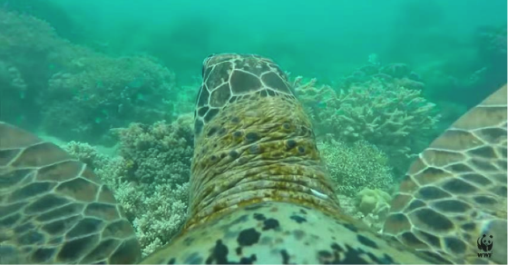 Take a Ride Through the Great Barrier Reef—on a Turtle’s Back