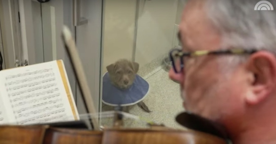 An Accomplished Violinist Comforts Rescue Dogs with His Music