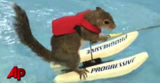 A Waterskiing Squirrel? You Won’t Believe It ‘Til You See It